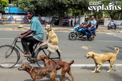 Why Stray Dogs Attack, Who is Responsible for Dog Bites & What Do Laws ...