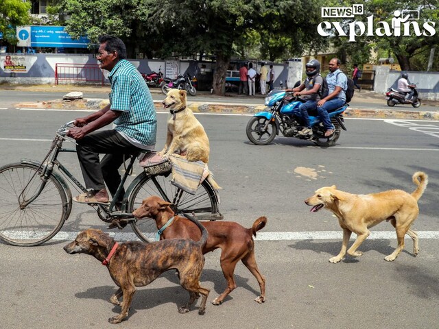 Why Stray Dogs Attack, Who is Responsible for Dog Bites & What Do Laws ...