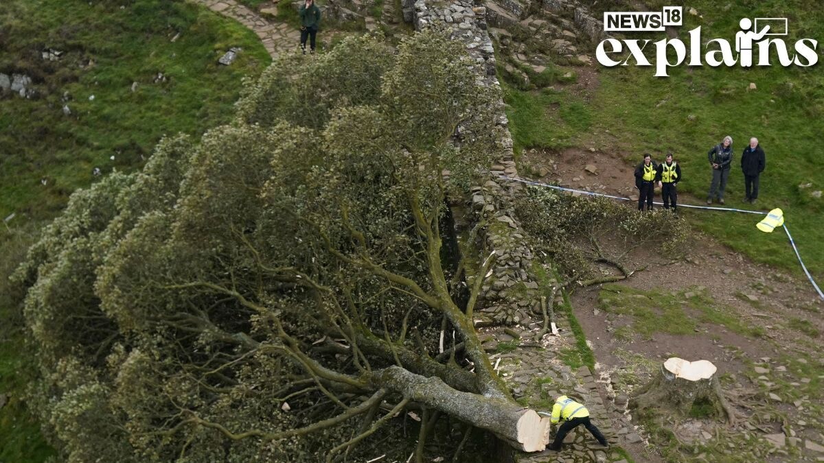UK's Beloved Sycamore Gap Tree Cut Down: Why Was it So Famous & The ...