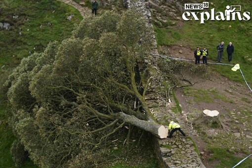 UK's Beloved Sycamore Gap Tree Cut Down: Why Was it So Famous & The ...