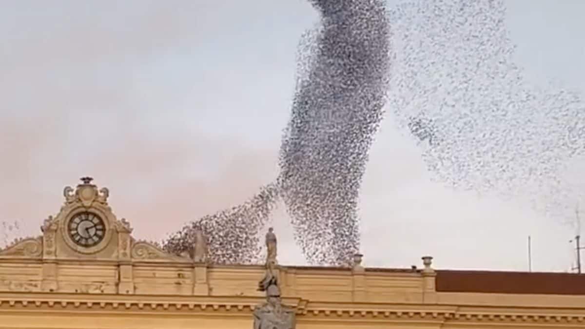 Watch: Magnificent Murmuration Of Starlings Rule The Italian Sky ...