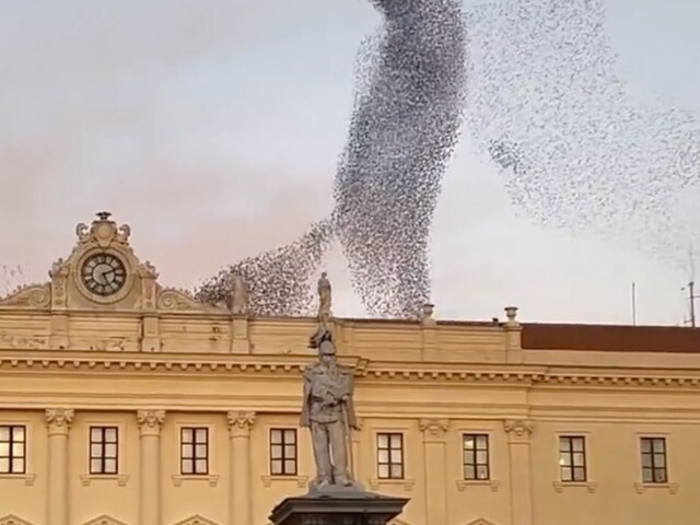 Watch: Magnificent Murmuration Of Starlings Rule The Italian Sky - News18