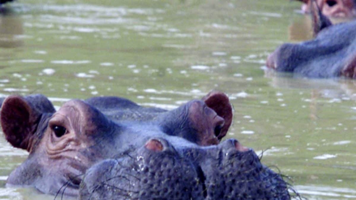 Some Out of 166 Pablo Escobar's Hippos to Be Culled by Colombian Govt ...