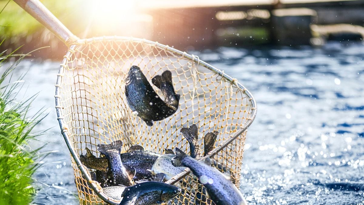 India's Blue Revolution: How the Fisheries Sector is Netting Global ...