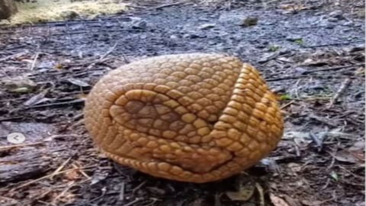 This Animal’s Armour-like Skin Works As ‘Bulletproof Jacket’ Against ...