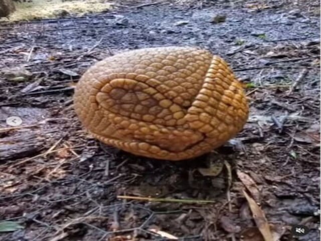 This Animal’s Armour-like Skin Works As ‘Bulletproof Jacket’ Against ...