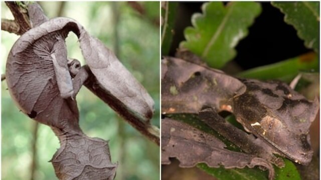 Video Of Satanic Gecko Lizard With Leaf-shaped Tail Leaves Internet ...