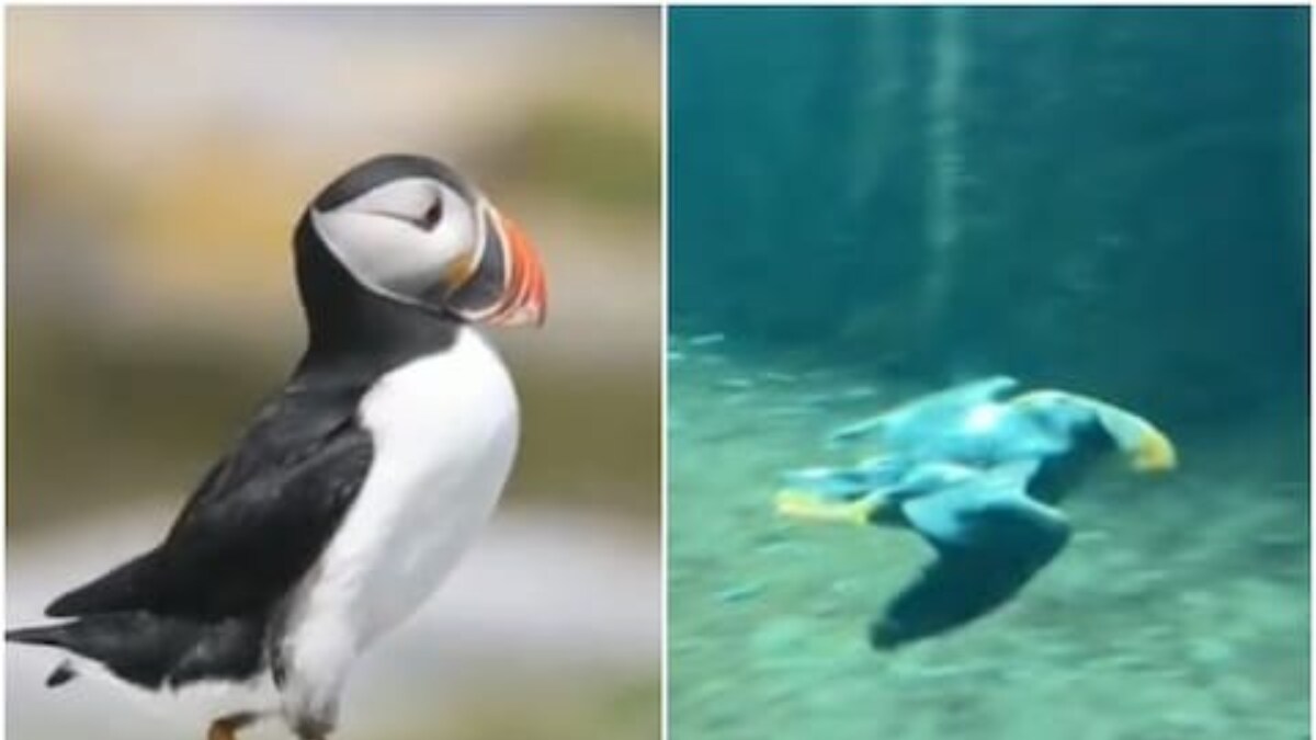 How This Bird Rules Both Sky And Sea With Equal Grace - News18