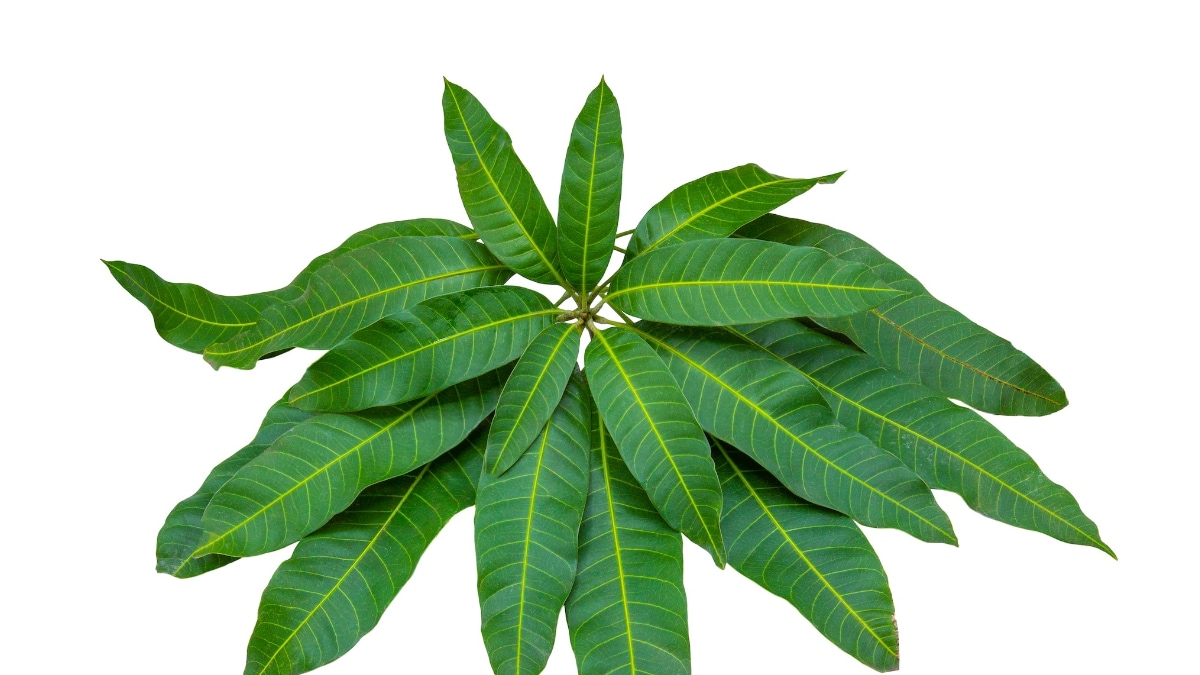 Why Mango Leaves Are Used To Decorate Homes In Festivals | Lifestyle ...