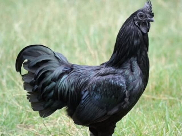 World's Most Expensive 'Lamborghini' Chicken Costs Over Rs 2 Lakh - News18