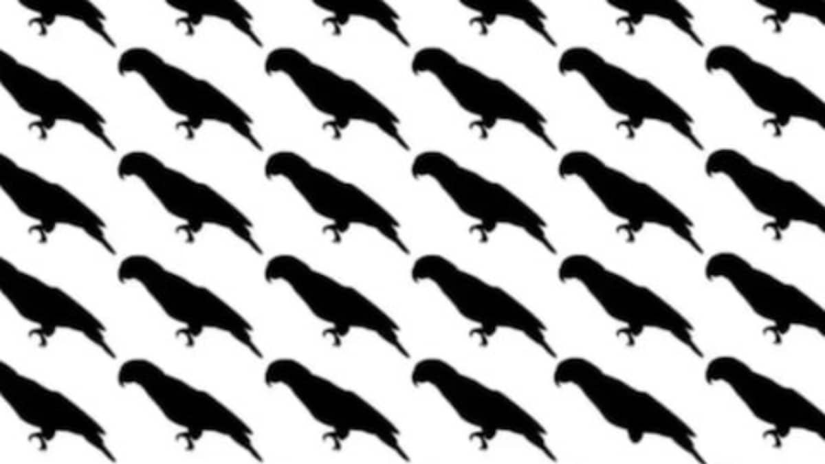 Optical Illusion: Spot The Odd One From The Sea Of Parrots; You Have 10 ...