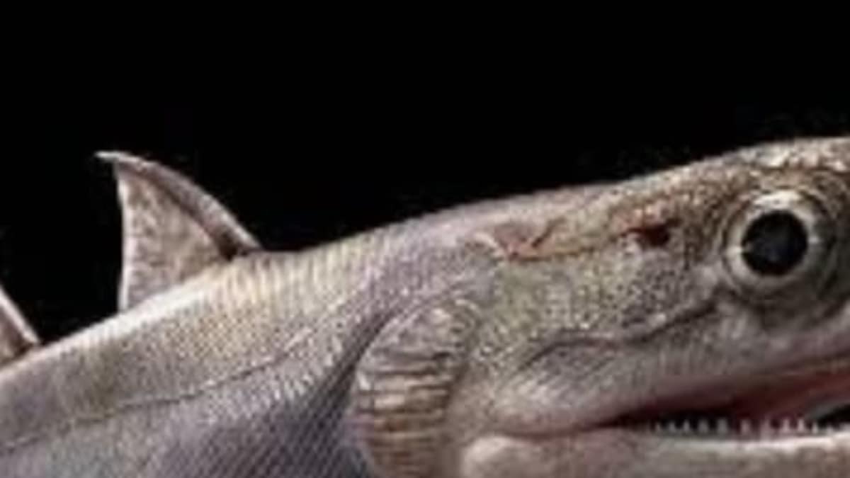 Watch: Starry Triggerfish Wows Internet With Its Metal-Cutting Teeth ...