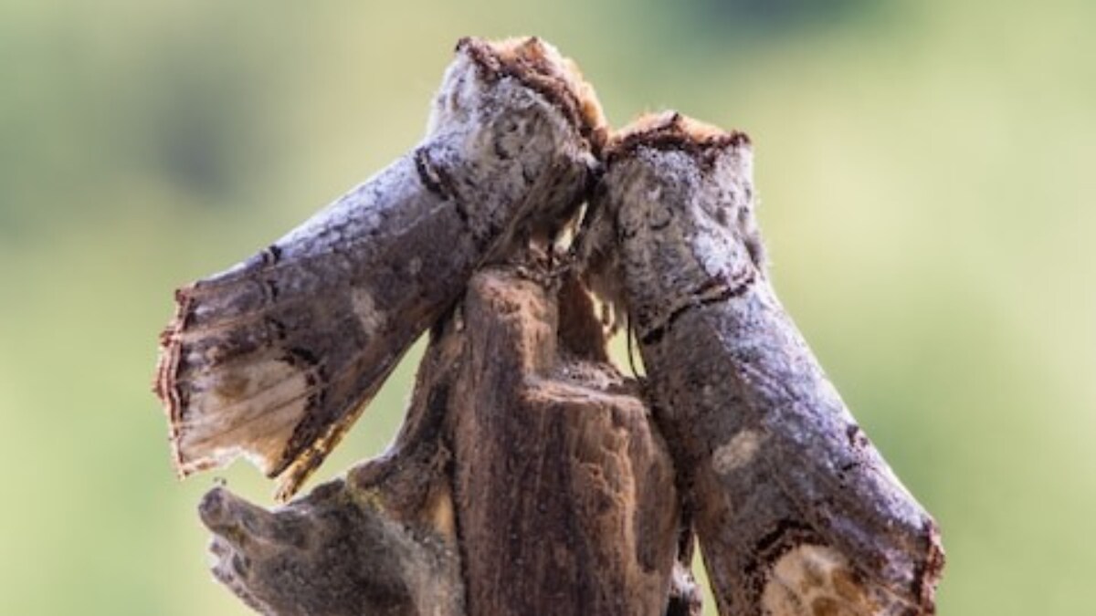 Broken Twig? No, It’s A Moth And Internet Hasn't Seen Anything Like ...