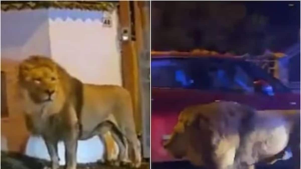 Shocking! Video Captures Circus Lion Roaming On The Streets Of Roman ...