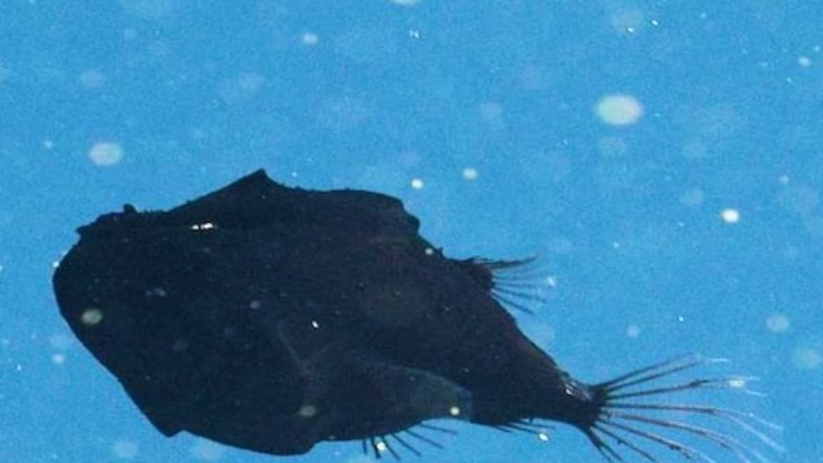 Watch: This Rare Species Of Fish Absorbs Light, Floats Like A Shadow ...