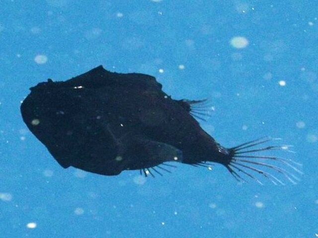 Watch: This Rare Species Of Fish Absorbs Light, Floats Like A Shadow ...