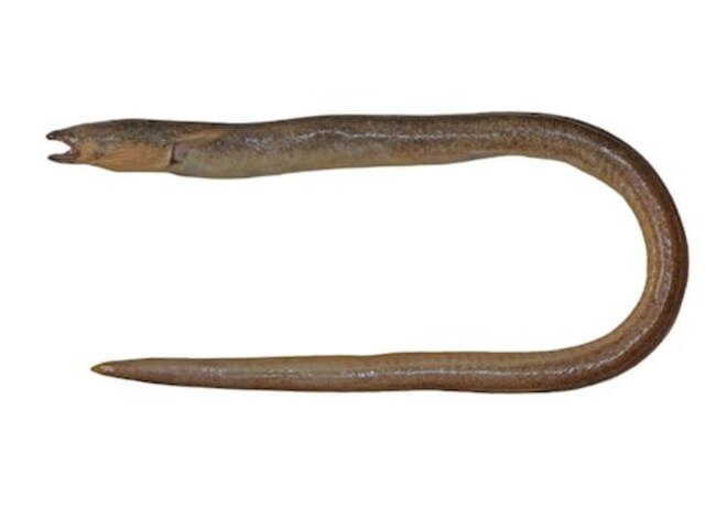 New Species Of Moray Eel With Long Tail And Dark Spots Discovered In ...
