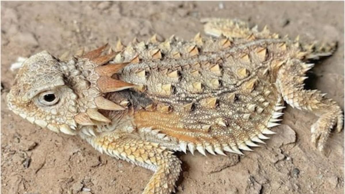 Watch: Regal Horned Lizard Spews Blood From Its Eyes To Evade Predator ...