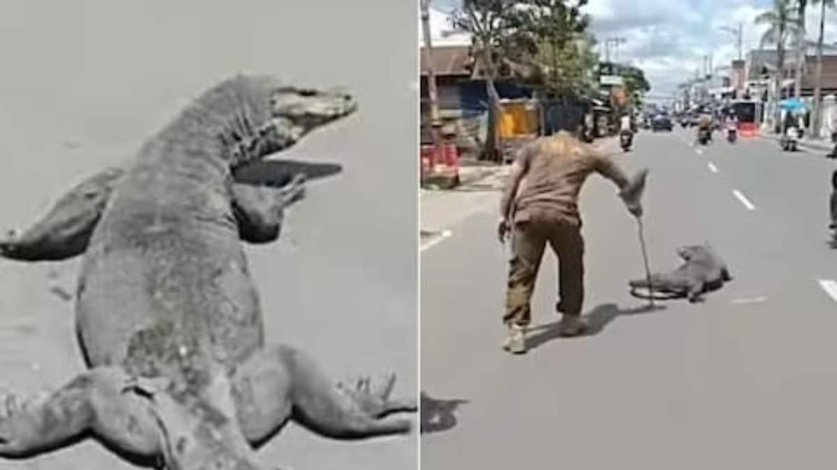 Video Of Man's Attempt To Put Komodo Dragon Off The Road Goes Viral ...