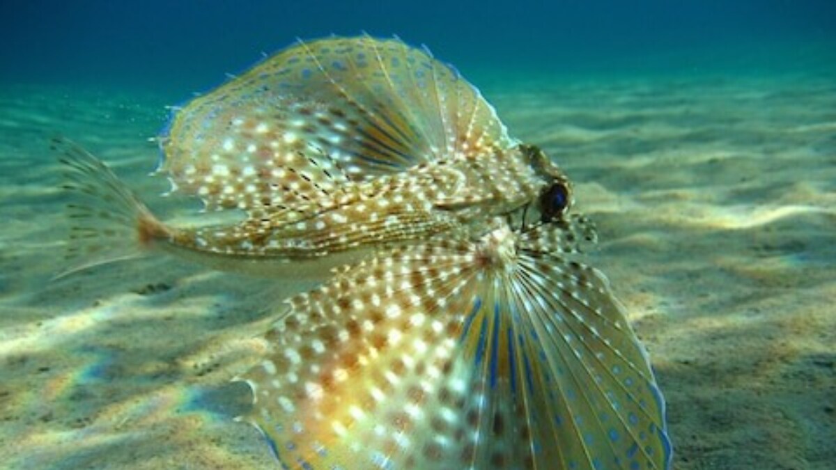 Depths to Skies, Aerial Antics Of Flying Gurnard Fish Leave Netizens ...