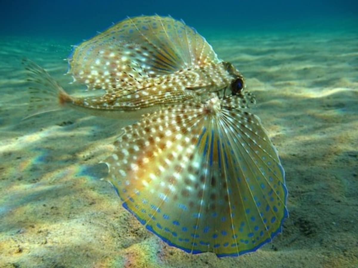 Ever heard of a fish that ‘flies’—but never leaves the water? – New and ...