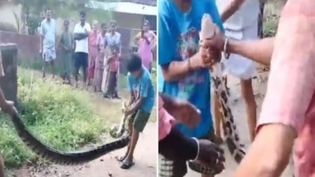 Watch: Young Boy Catches Python With Bare Hands, Internet Reacts - News18