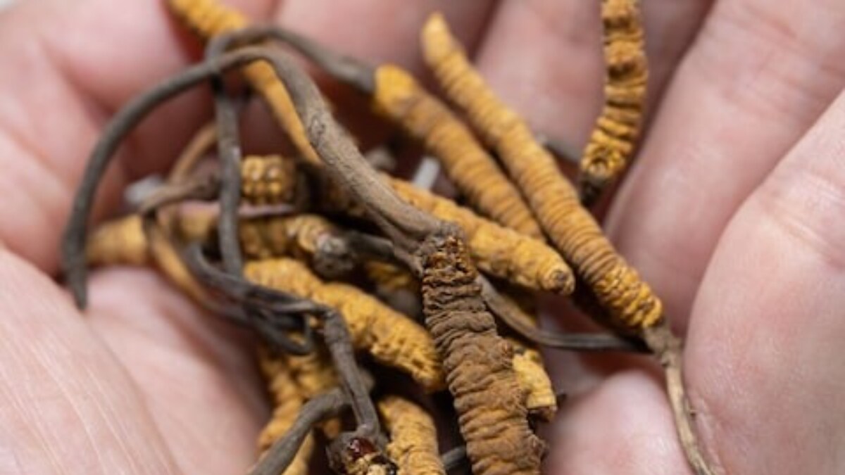 This Himalayan Herb, World's Most Expensive Fungi Worth Over Rs 20 Lakh ...