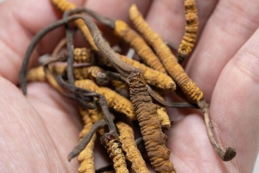 This Himalayan Herb, World's Most Expensive Fungi Worth Over Rs 20 Lakh ...