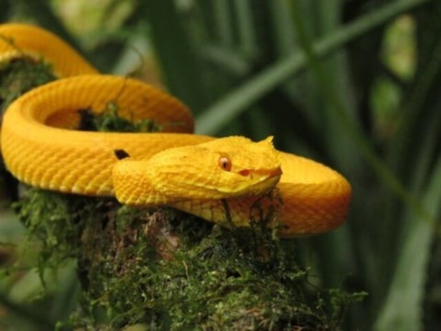 This Venomous Snake Pounces On Its Prey In The Blink Of An Eye - News18