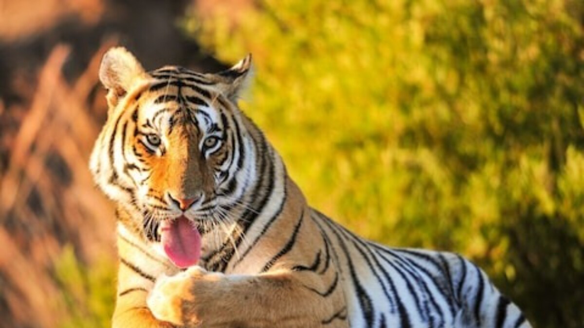 What All Animals Resort To Self-cannibalism? Quora Users Answer | Viral ...