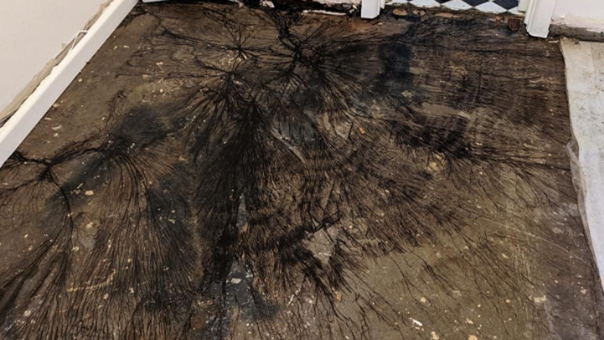 Australian Woman Discovers Stranger Things Like Fungus Under ...