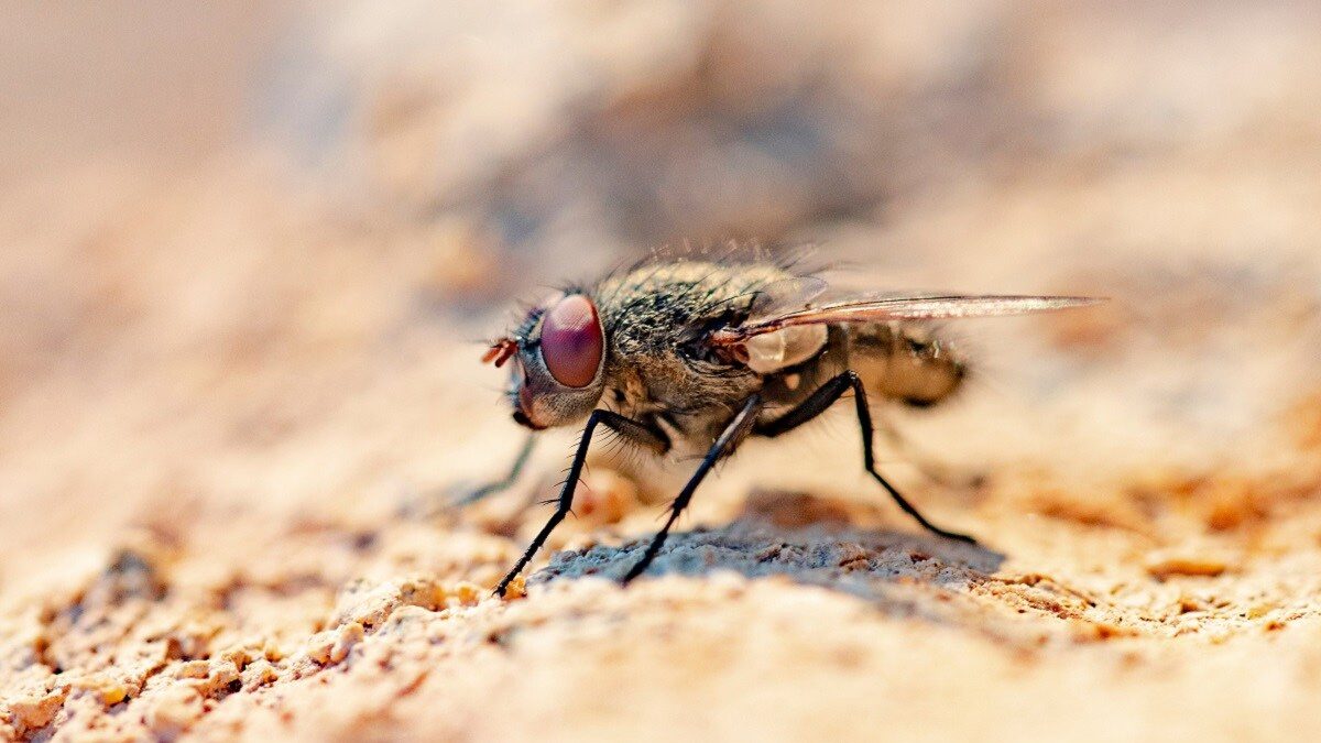 Man Goes For Routine Check-Up Only To Find A Fly In His Stomach | Viral ...