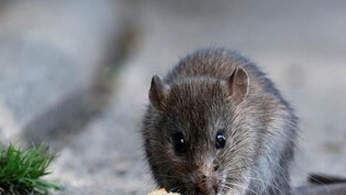 Rat Plague Hits This Well-known Bird-watching Destination In Australia ...