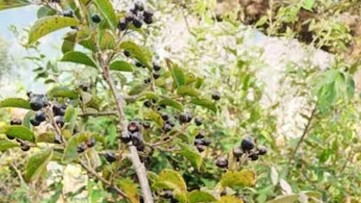 This Uttarakhand Organisation Is Planting Lodhra Trees Known For Their ...