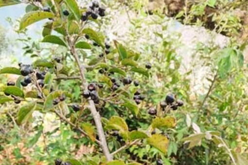 This Uttarakhand Organisation Is Planting Lodhra Trees Known For Their ...