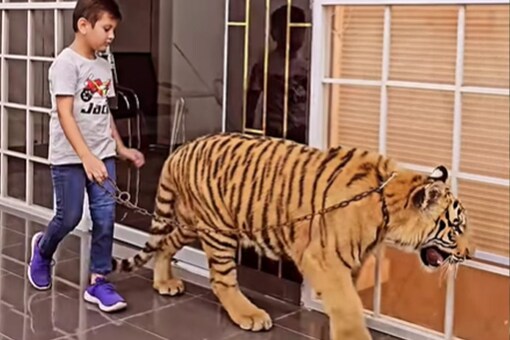 Video Of Boy Taking A Stroll With A Chained Tiger Is Terrifying - News18