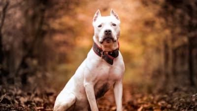 Delhi: Woman Asks Man To Not Let Pet Dog Defecate Outside House, He ...