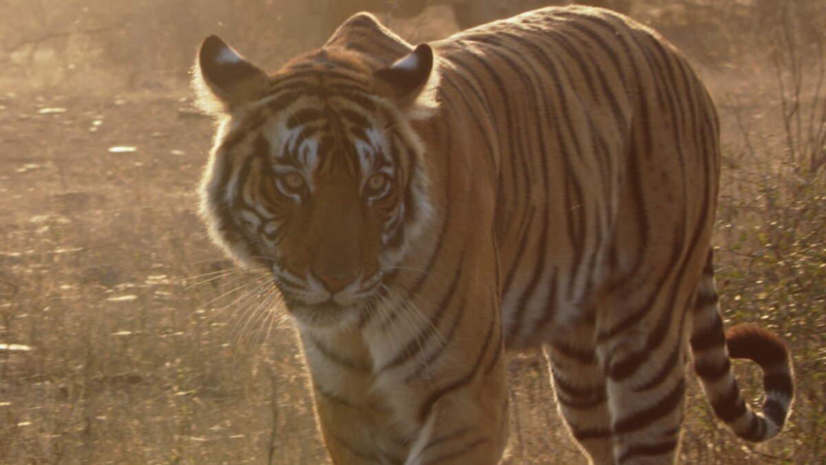 Putting The Pugmarks of Project Tiger's Journey through The Years under ...