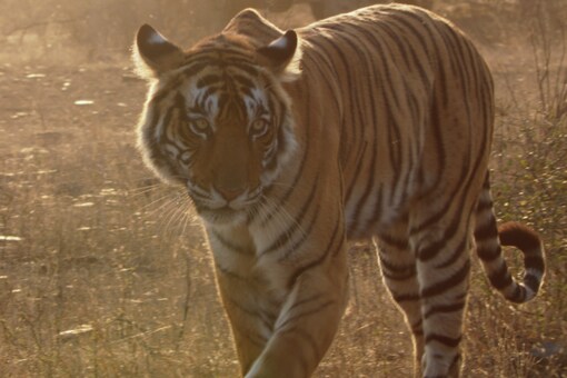 Tiger from Rajasthan's Ranthambore Enters Kuno National Park; No Threat ...