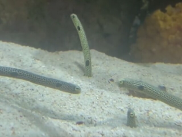 Did You Know Sea Worms Can Detach Their Reproductive Parts? Read On ...