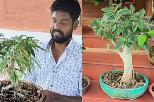 This Tamil Art Teacher’s Unique Bonsai Tree Garden Has Locals ...