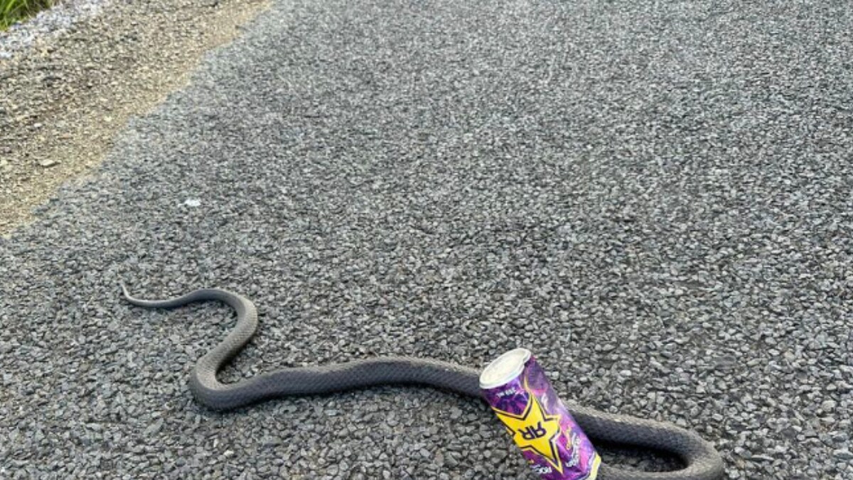 Man Frees Snake Trapped In Can, Asks People To 'Stop Littering' | Viral ...