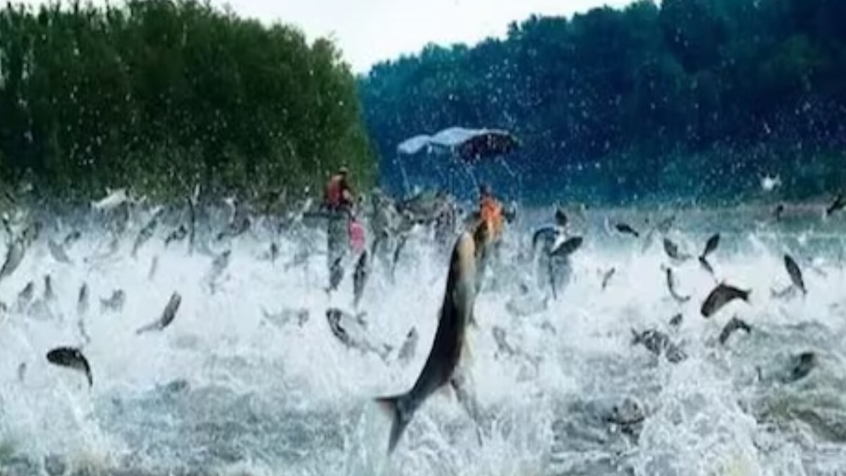 Watch: How Fish Washed Ashore Pose Threat To Beachgoers | Viral News ...