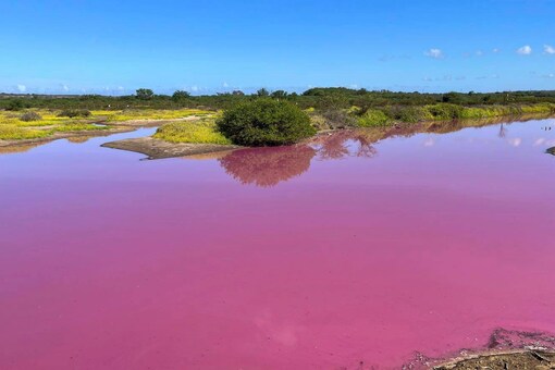 Hawaii Refuge Pond Mysteriously Turns Bright Pink: Here's Why - News18