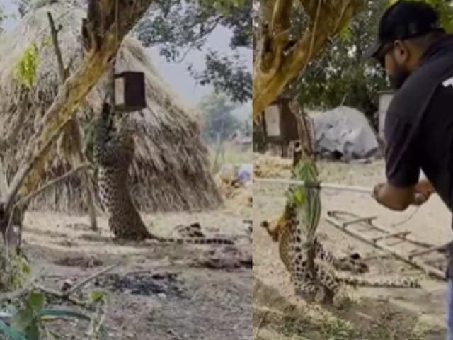 Watch: Leopard, Hanging From Tree After Getting Stuck In Wire, Rescued ...