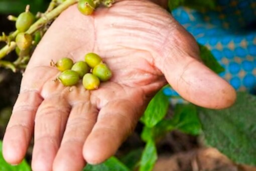 How To Grow Cardamom Plant At Home? Follow These Tips - News18