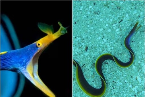 Video Of Ribbon Eel That Changes Colour Thrice In Its Lifetime Leaves Internet Shocked - News18