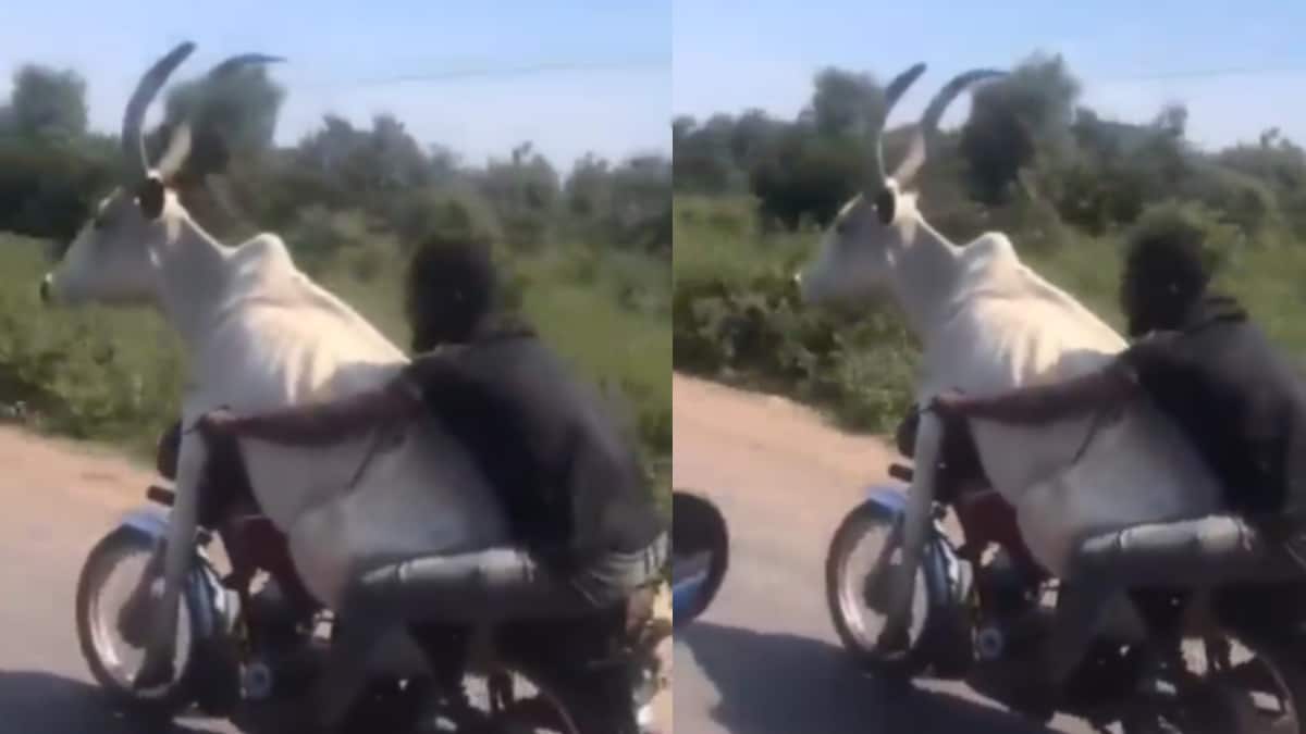 This Video Of Man Riding A Bike With Bull Is Bizzare Pro Max - News18
