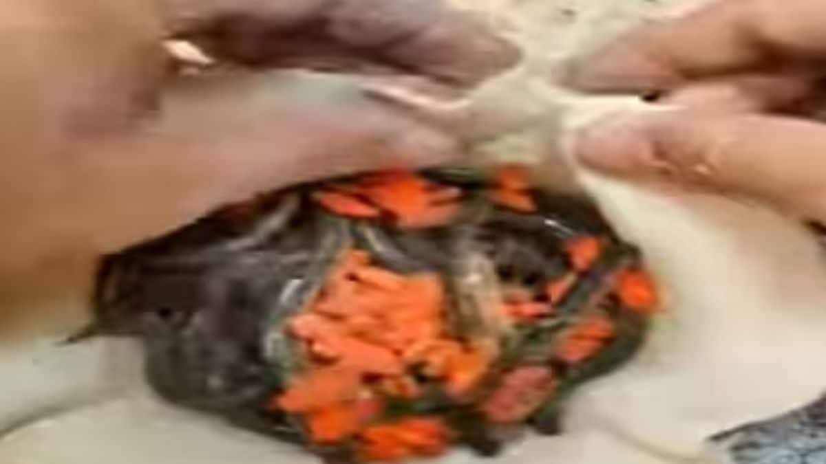 Watch: Man Stuffs Live Worms Inside Momo, Internet Baffled | Viral News ...