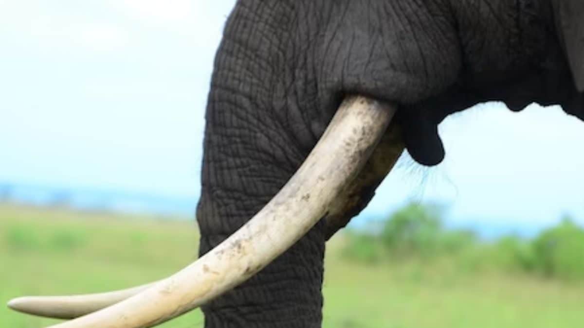 Is Ivory Worth More Than Gold? Quora Dissects The Value Of Precious ...